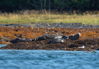 Best Ketchikan Excursions & Tours | Alaska Shore Excursions