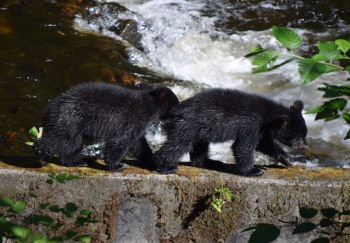 Ketchikan Bear & Wildlife Tours | Alaska Shore Excursions | Alaska ...