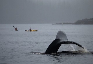 Ketchikan Ketchikan Kayak Tours | Alaska Shore Excursions