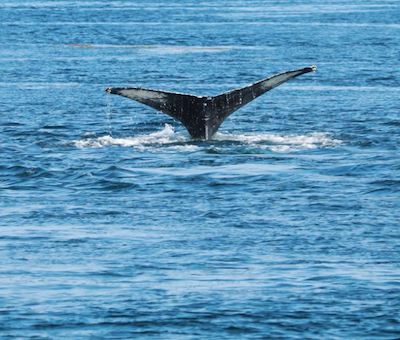 Alaska Shore Excursions: Alaska Tours & Things to Do