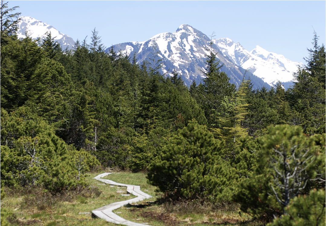 Sitka Alaskan Wilderness Trail Adventure Hike | Alaska Shore Excursions
