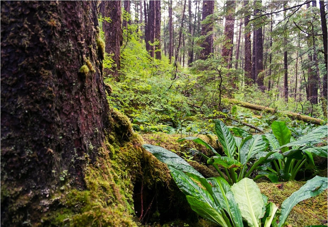 Sitka Alaskan Wilderness Trail Adventure Hike | Alaska Shore Excursions