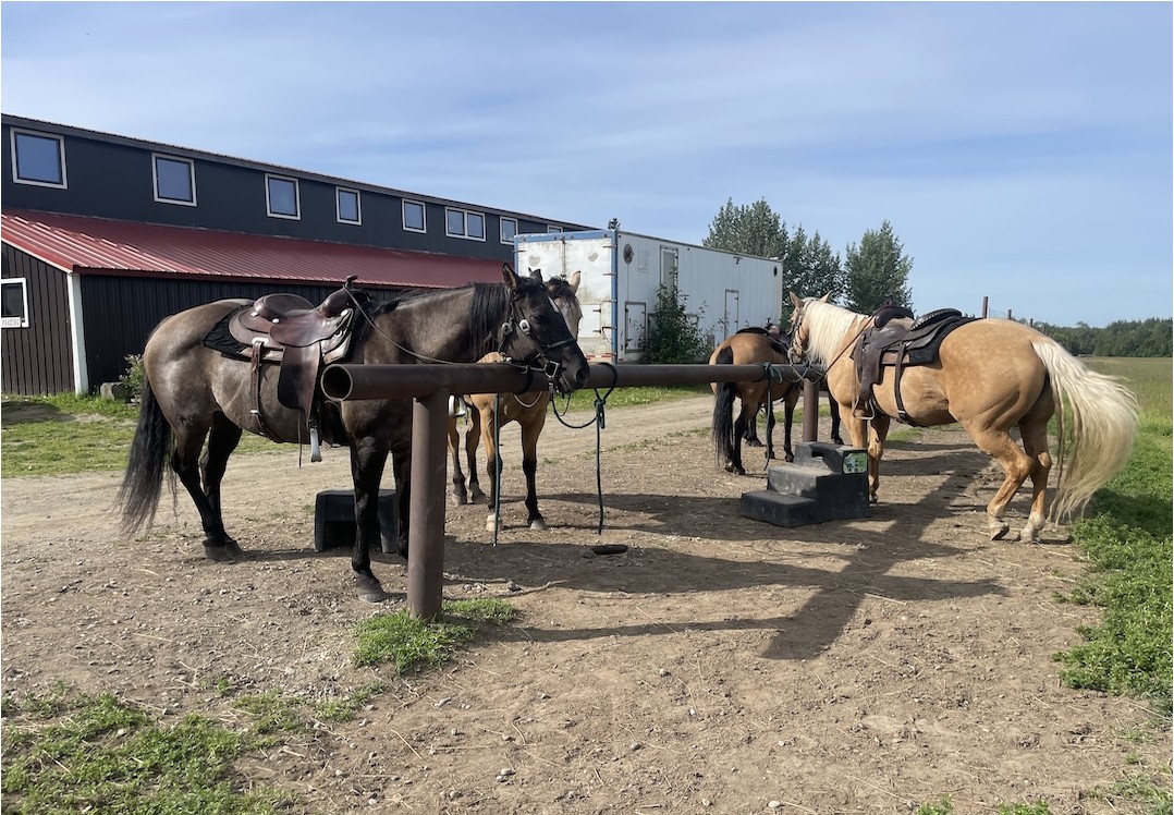 Anchorage Guided Horseback Trail Ride & Zipline Adventure | Alaska ...