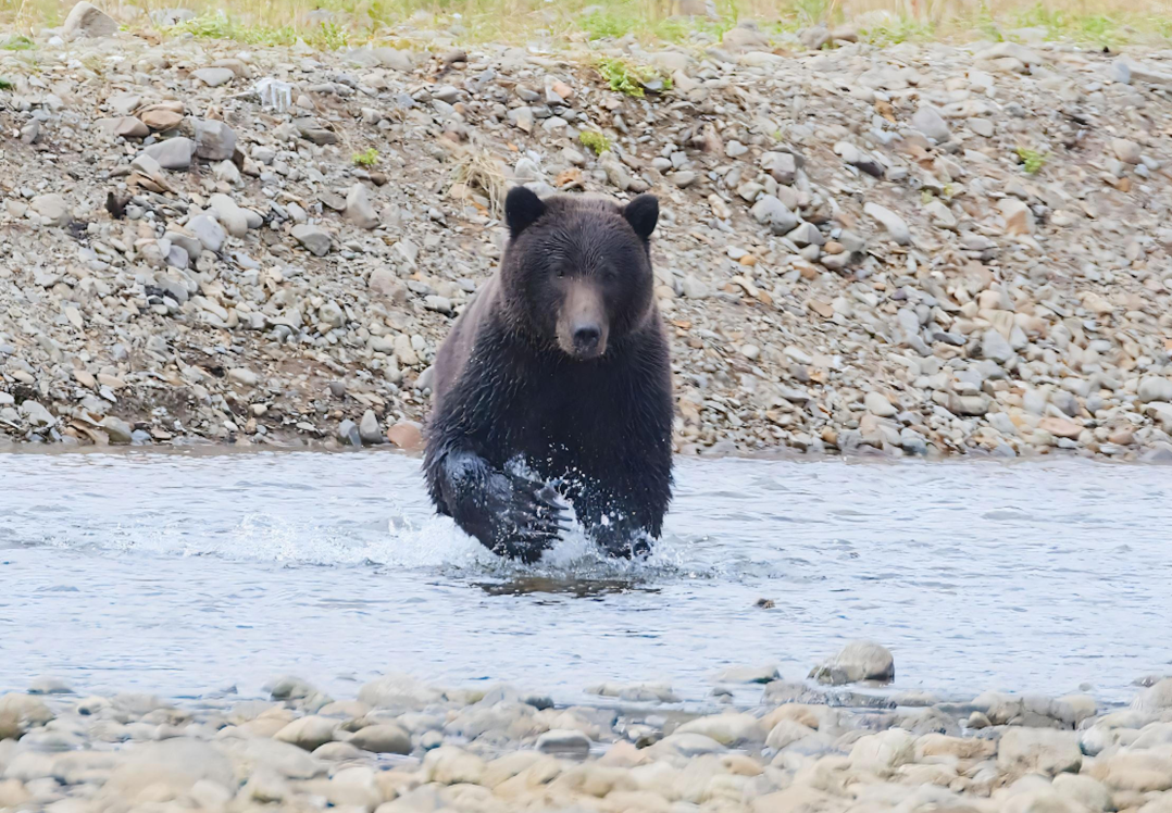 Icy Strait Private River Fishing and Bear Search Tour | Alaska Shore ...