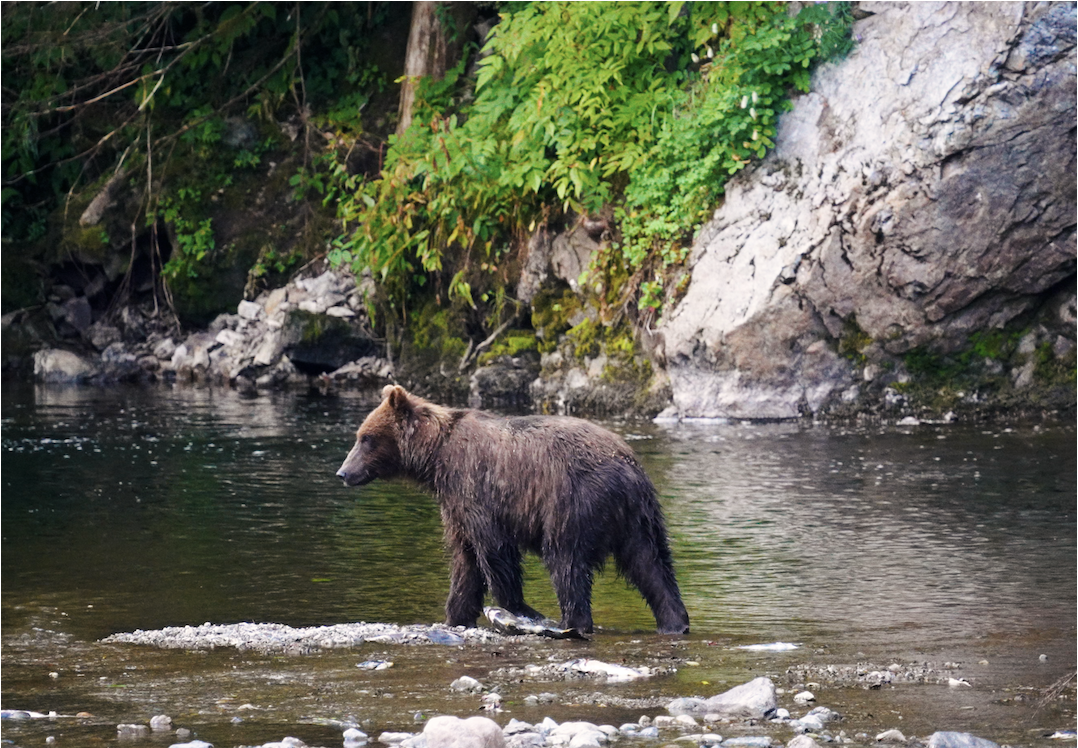 Sitka Wildlife & Scenic Boat Tour | Alaska Shore Excursions