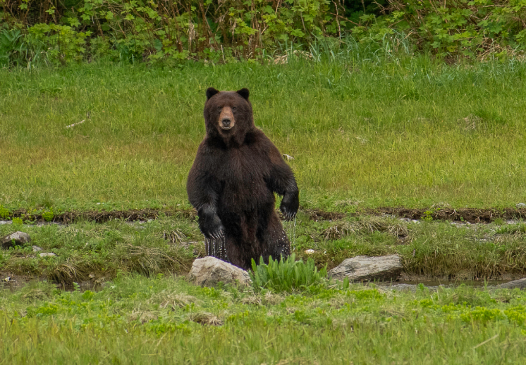 Icy Strait Wilderness island Tour | Alaska Shore Excursions