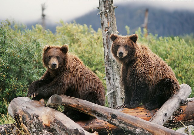 Bus Transfer: Anchorage to Whittier Half Day Turnagain Arm Tour ...