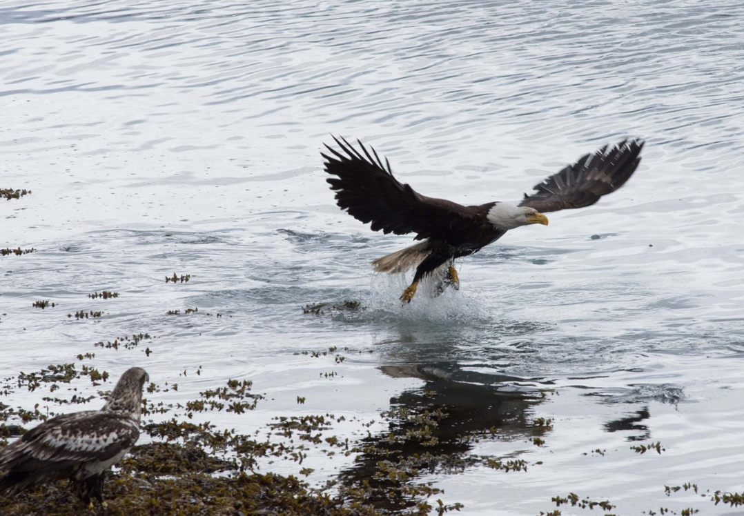Icy Strait Chichagof Island Tour | Alaska Shore Excursions