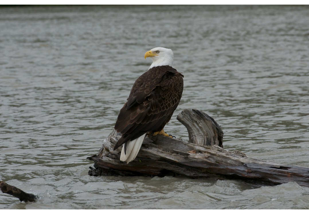 Chilkat Bald Eagle Preserve Float Tour | Alaska Shore Excursions