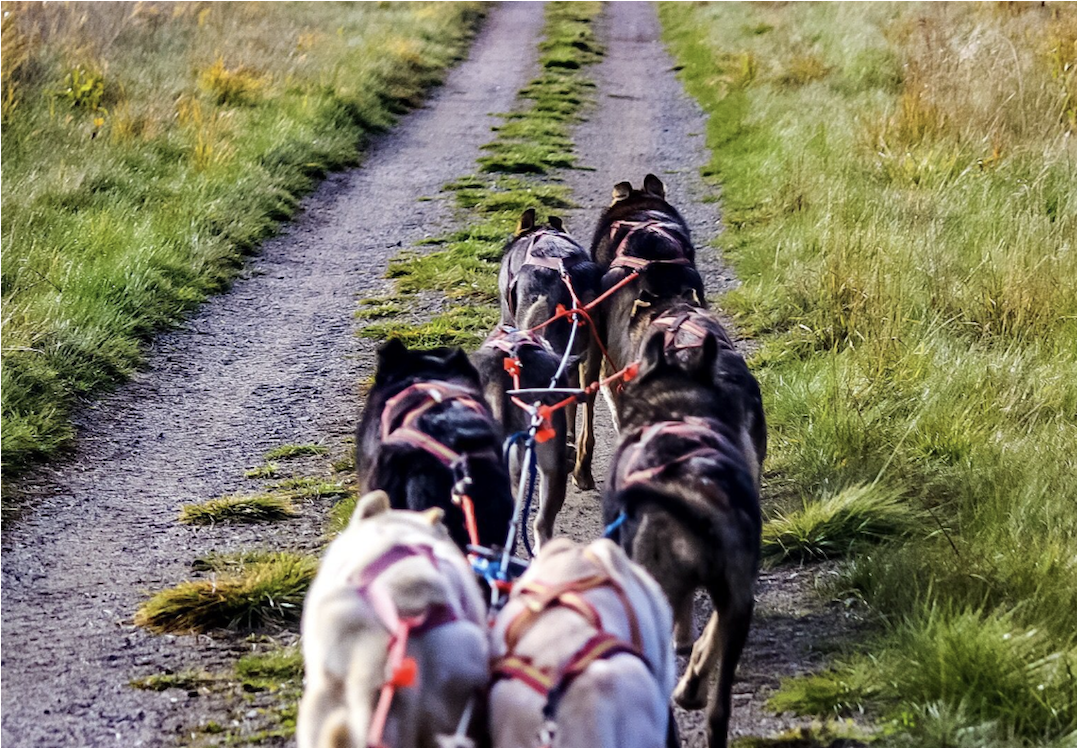 Seward Dog Mushing & Gold Panning Adventure | Alaska Shore Excursions