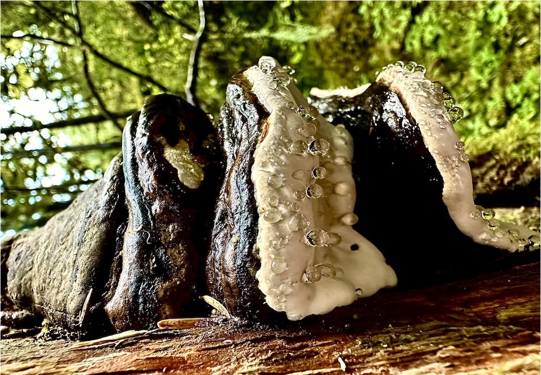 Ketchikan Rainforest Hike & Totem Park | Alaska Shore Excursions