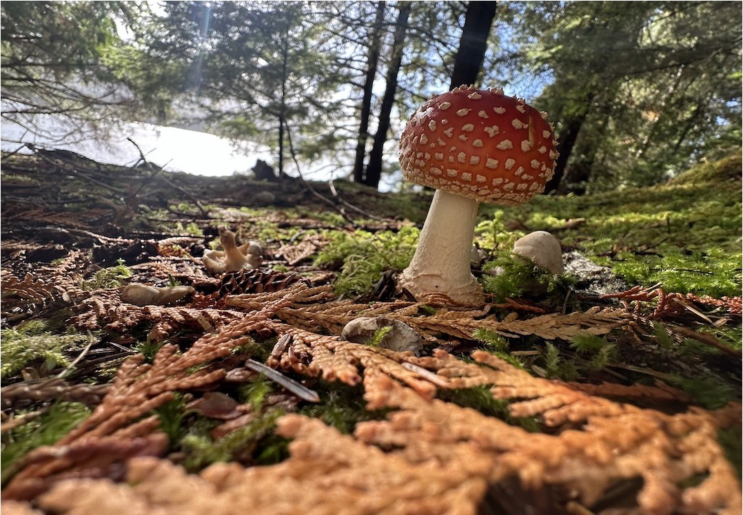 Ketchikan Rainforest Hike & Totem Park | Alaska Shore Excursions