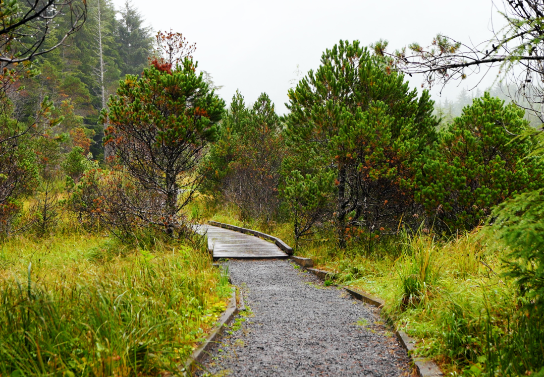 Sitka Tongass National Forest Guided Hike | Alaska Shore Excursions