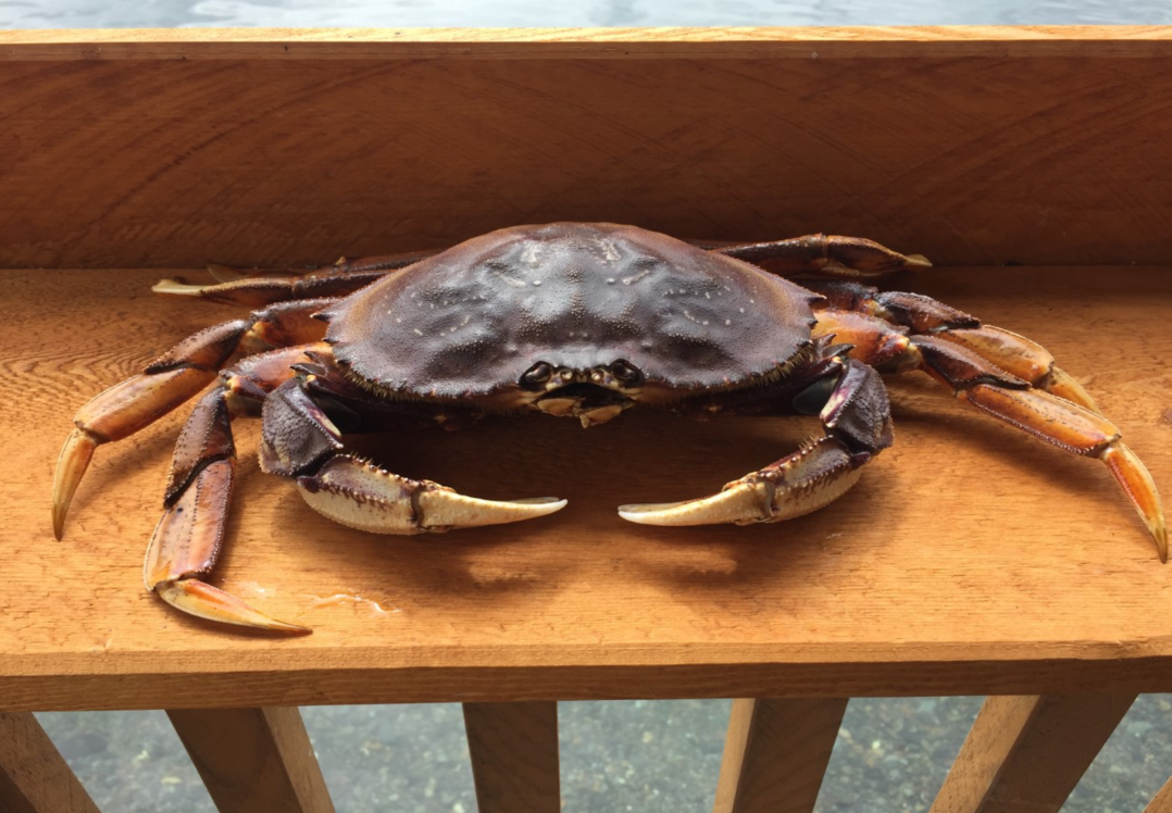 Icy Strait Village Tour and Crab Feast | Alaska Shore Excursions