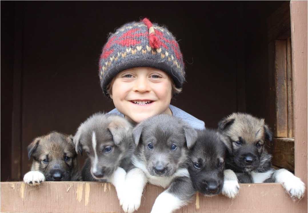 Denali Iditarod Sled Dog Adventure | Alaska Shore Excursions