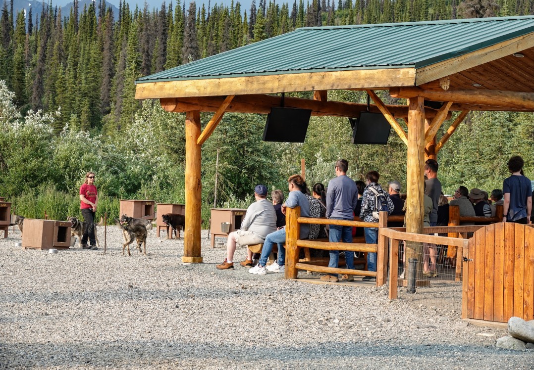 Denali Iditarod Sled Dog Adventure | Alaska Shore Excursions