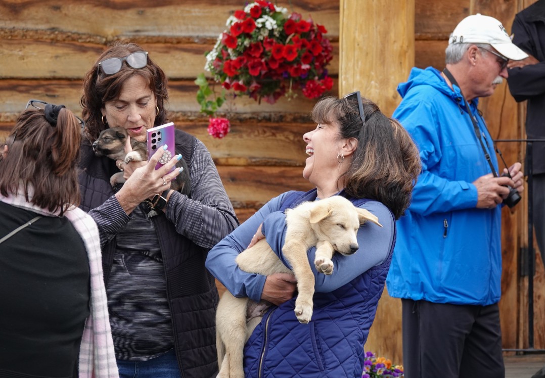 Denali Iditarod Sled Dog Adventure | Alaska Shore Excursions