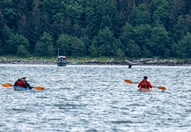Juneau Kayak Whale Watching | Alaska Shore Excursions