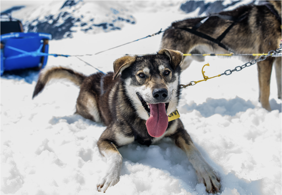 Juneau Glacier Dog Sledding & Helicopter Tour | Alaska Shore Excursions