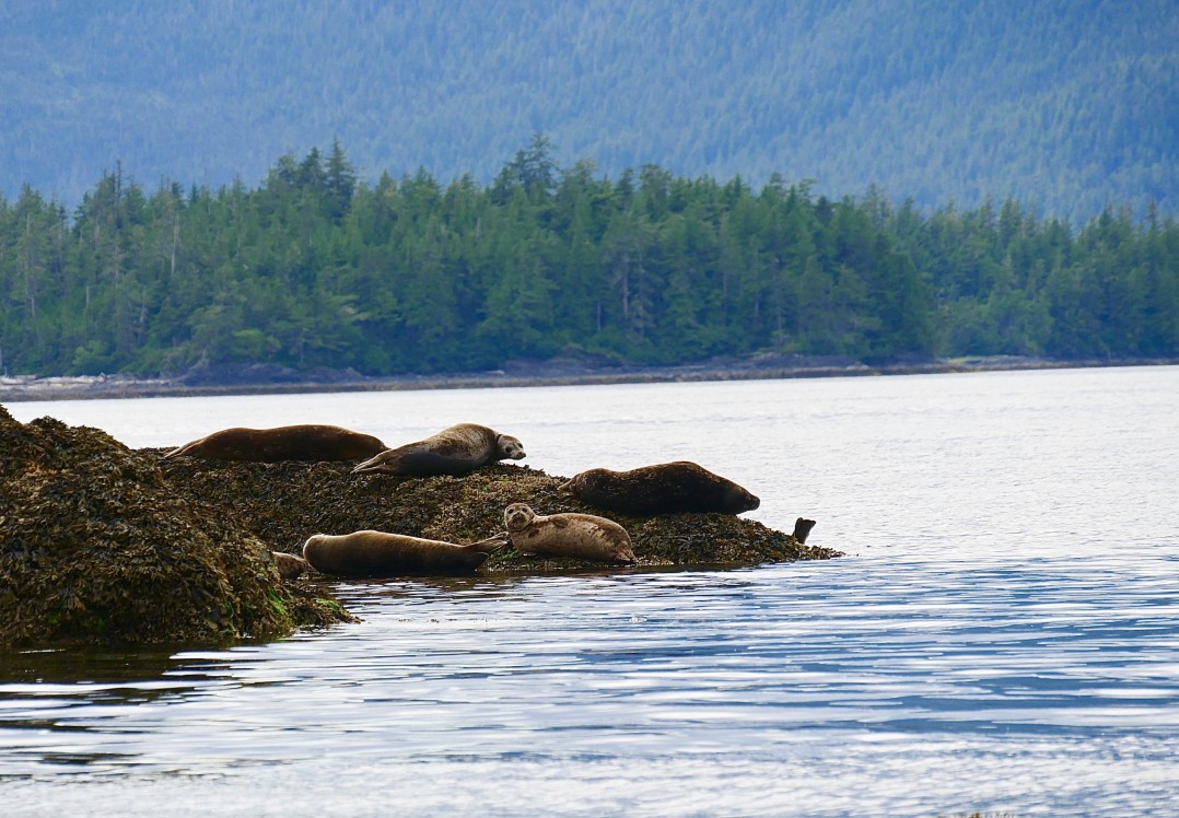 Sitka Wildlife & War Bunkers Kayak Adventure | Alaska Shore Excursions