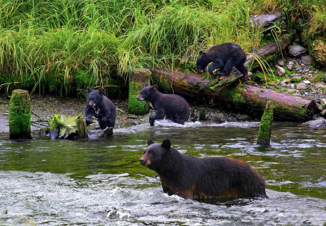 Ketchikan Black Bear Express Tour | Alaska Shore Excursions