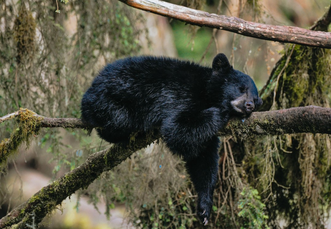 Ketchikan Black Bear Express Tour | Alaska Shore Excursions