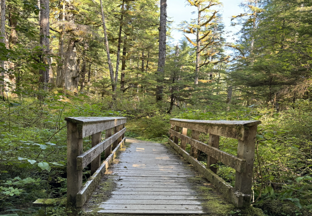 Ketchikan Private Tongass National Rainforest Hike | Alaska Shore ...