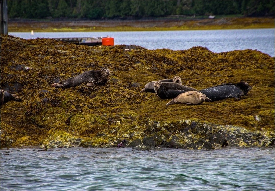 Ketchikan Alaskan Lore & Wildlife Cruise | Alaska Shore Excursions