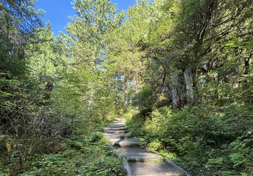 Ketchikan Private Tongass National Rainforest Hike | Alaska Shore ...