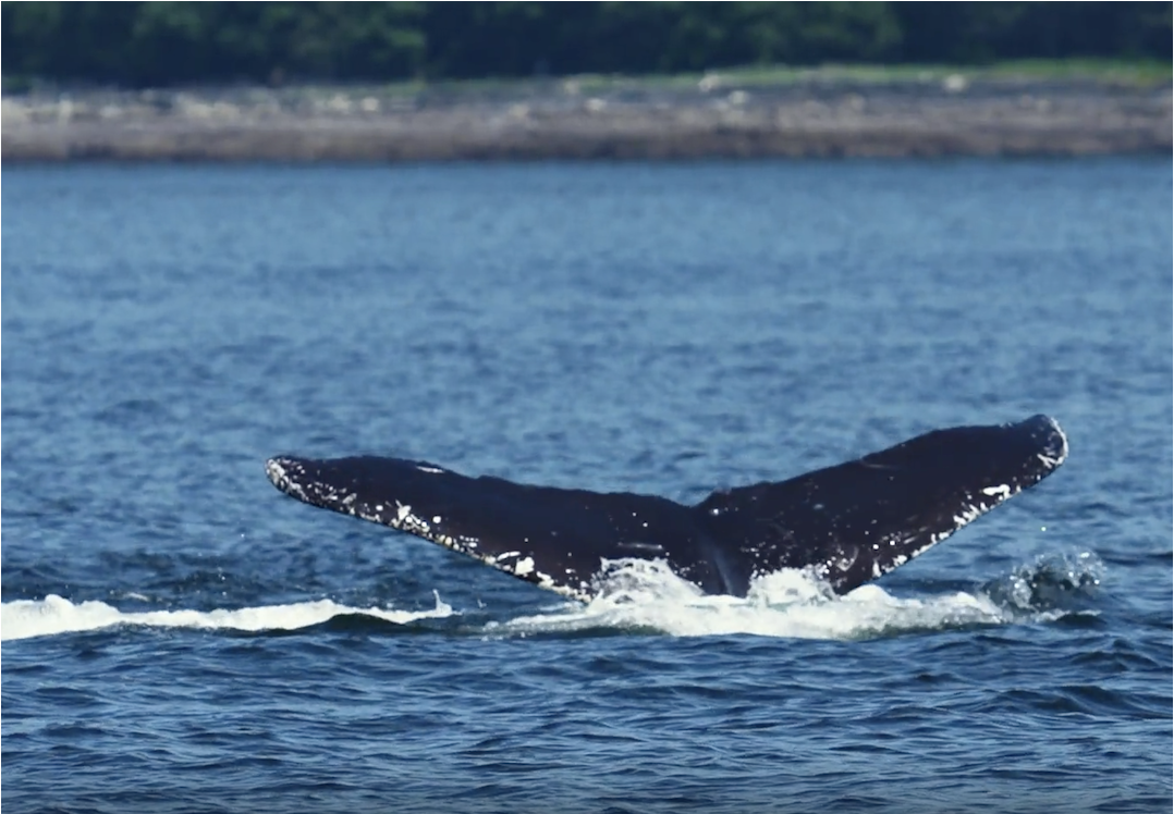 Ketchikan Private Wildlife & Marine Charter | Alaska Shore Excursions