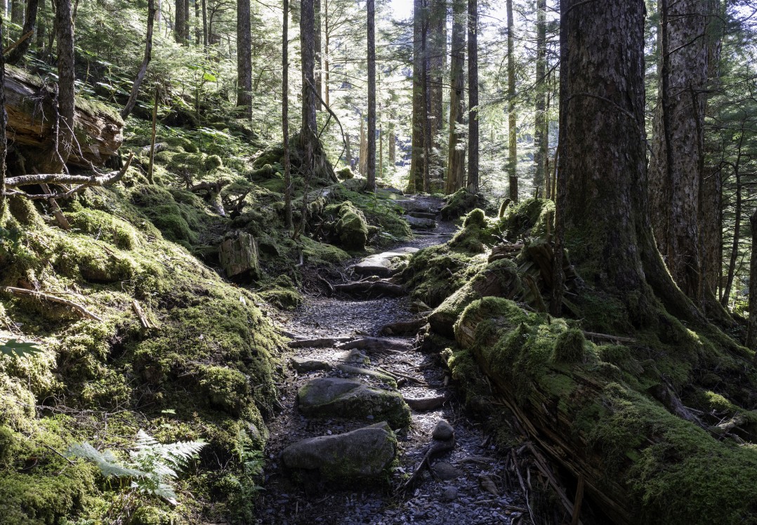 Ketchikan Mountain Lake Trek to Avalanche Chute | Alaska Shore Excursions
