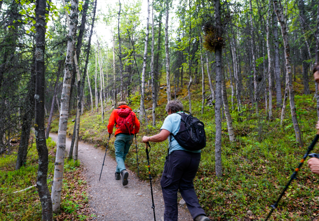 Denali Naturalist Guided Walking Tour | Alaska Shore Excursions