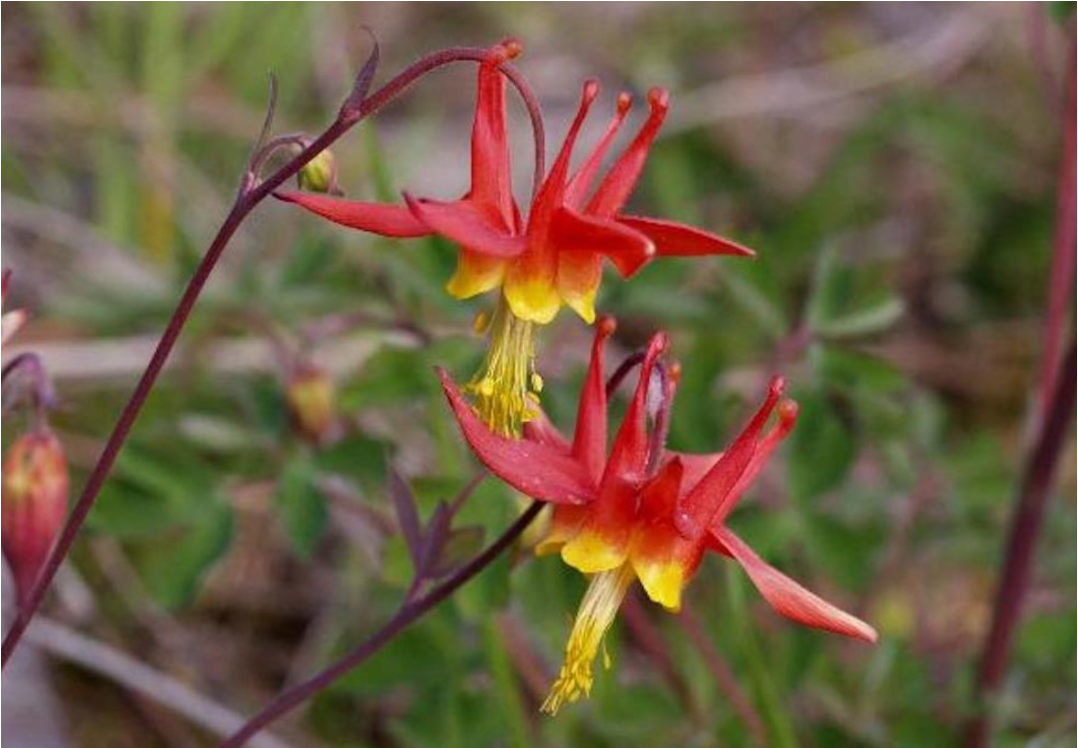 Sitka Tongass National Forest Guided Hike | Alaska Shore Excursions