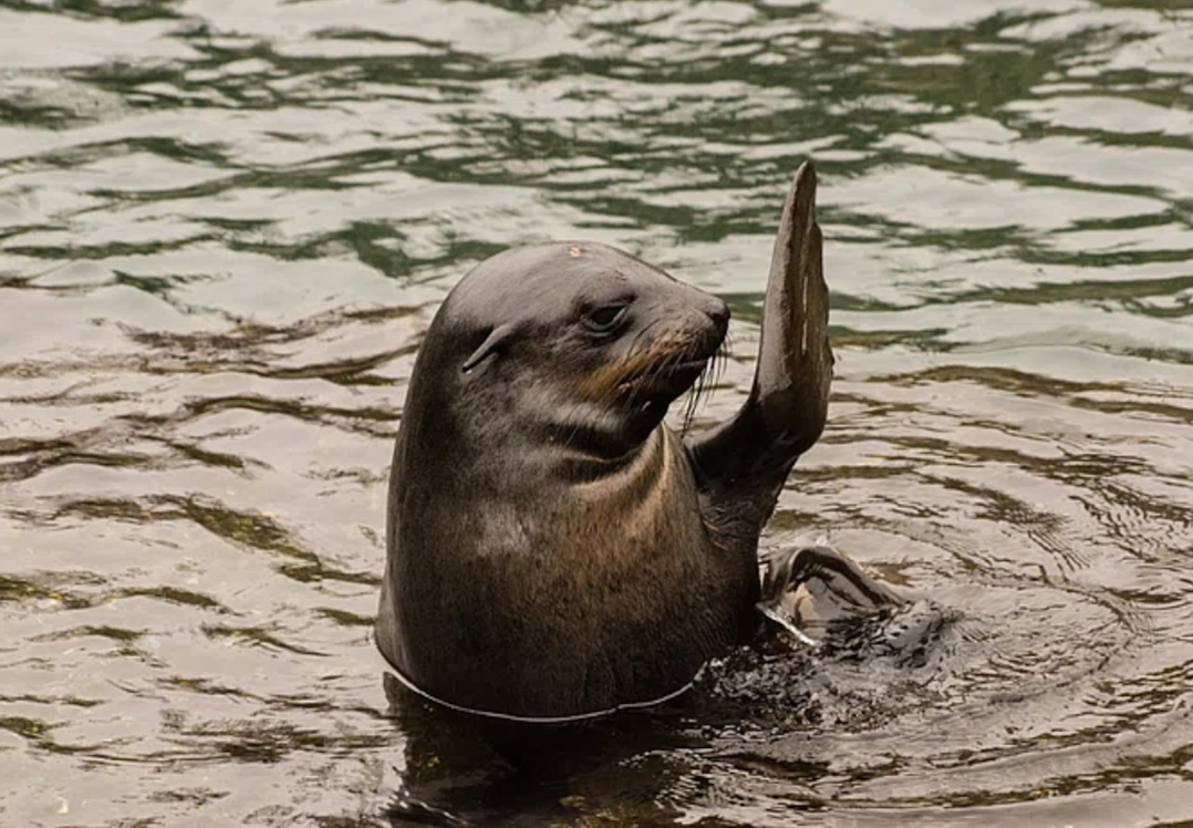 Ketchikan Alaskan Lore & Wildlife Cruise | Alaska Shore Excursions