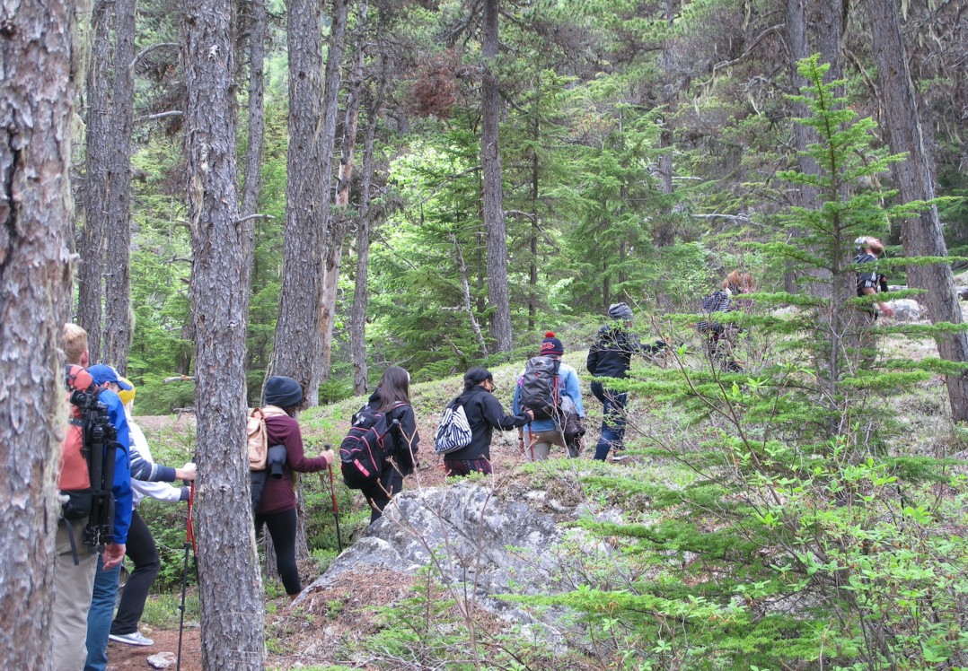 Skagway Tongass Rainforest Hike | Alaska Shore Excursions