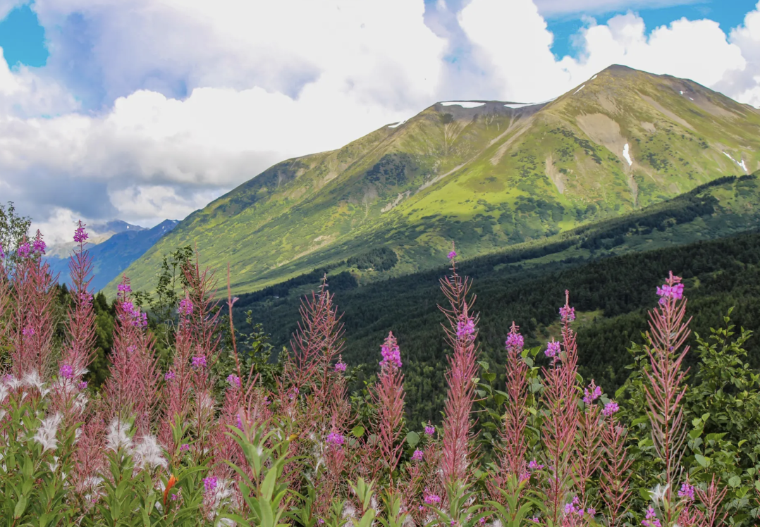 Bus Transfer: Seward to Anchorage Direct Transfer | Alaska Shore Excursions