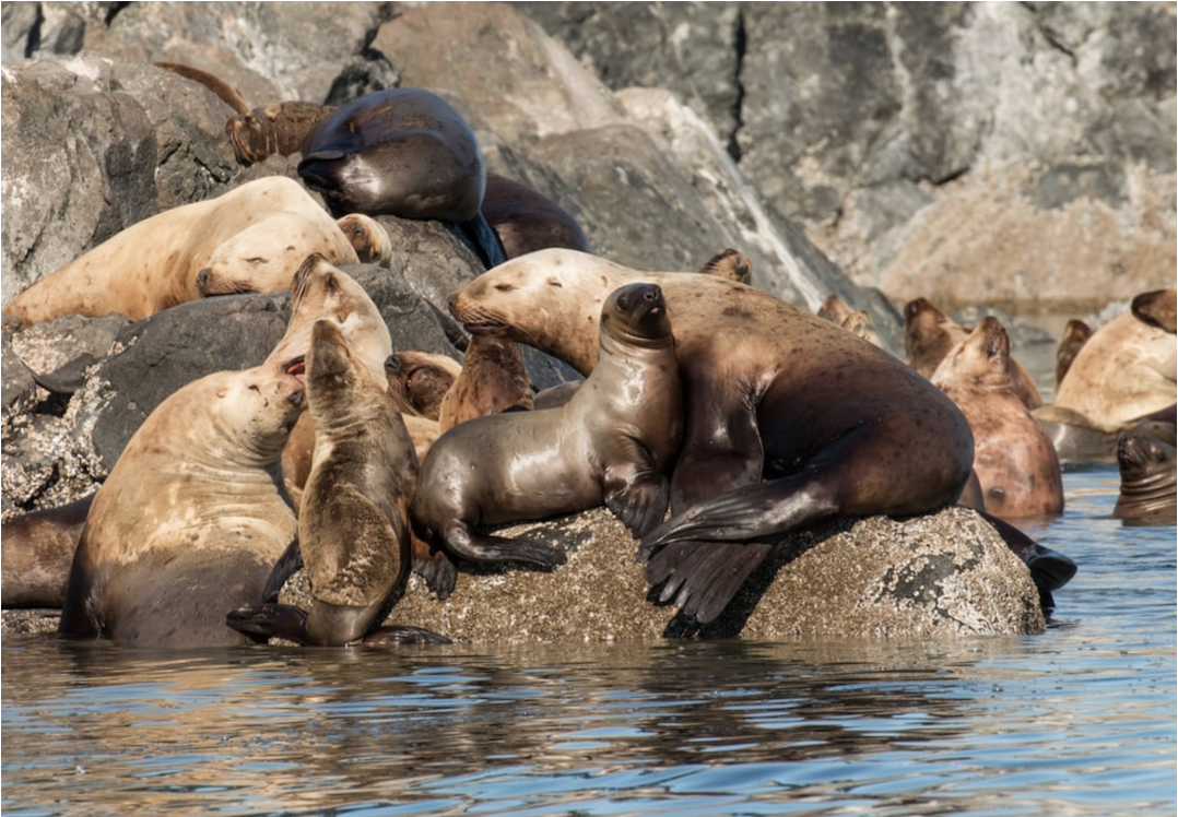 Sitka Wildlife Cruise & Alaskan Feast at Fin Island Lodge | Alaska ...