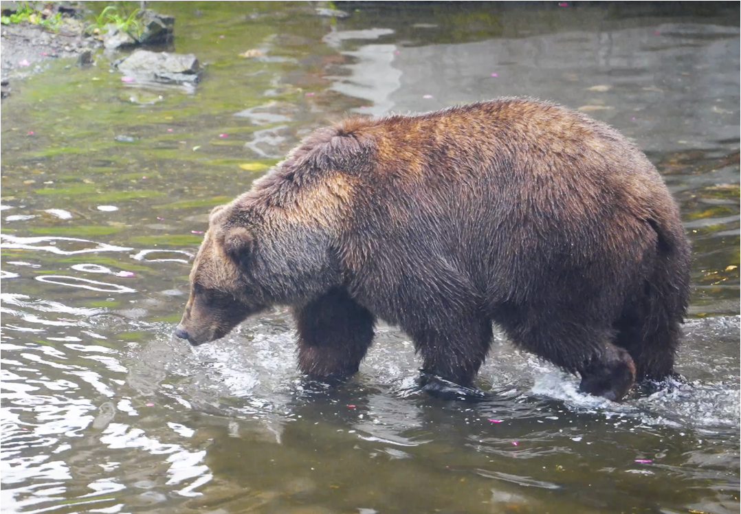 Sitka Fortress of the Bears & Totem Park Adventure | Alaska Shore ...