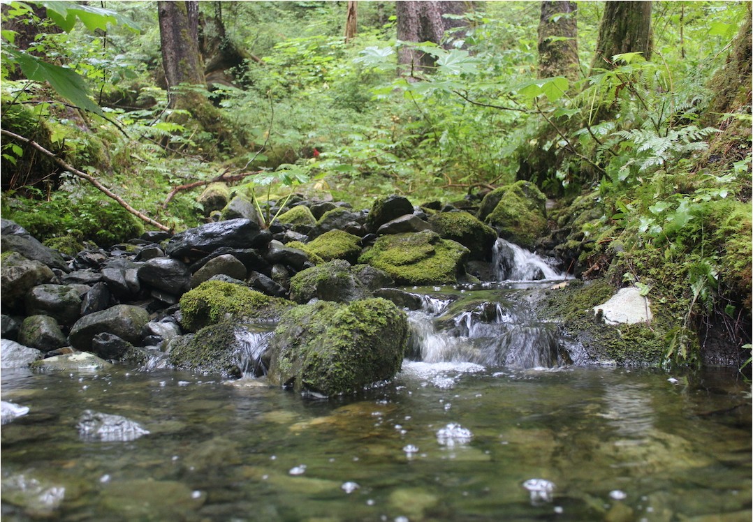 Sitka Tongass National Forest Guided Hike | Alaska Shore Excursions