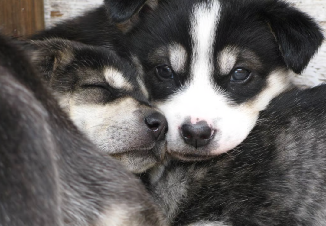 Skagway Glacier Sled Dog Experience by Helicopter Tour | Alaska Shore ...