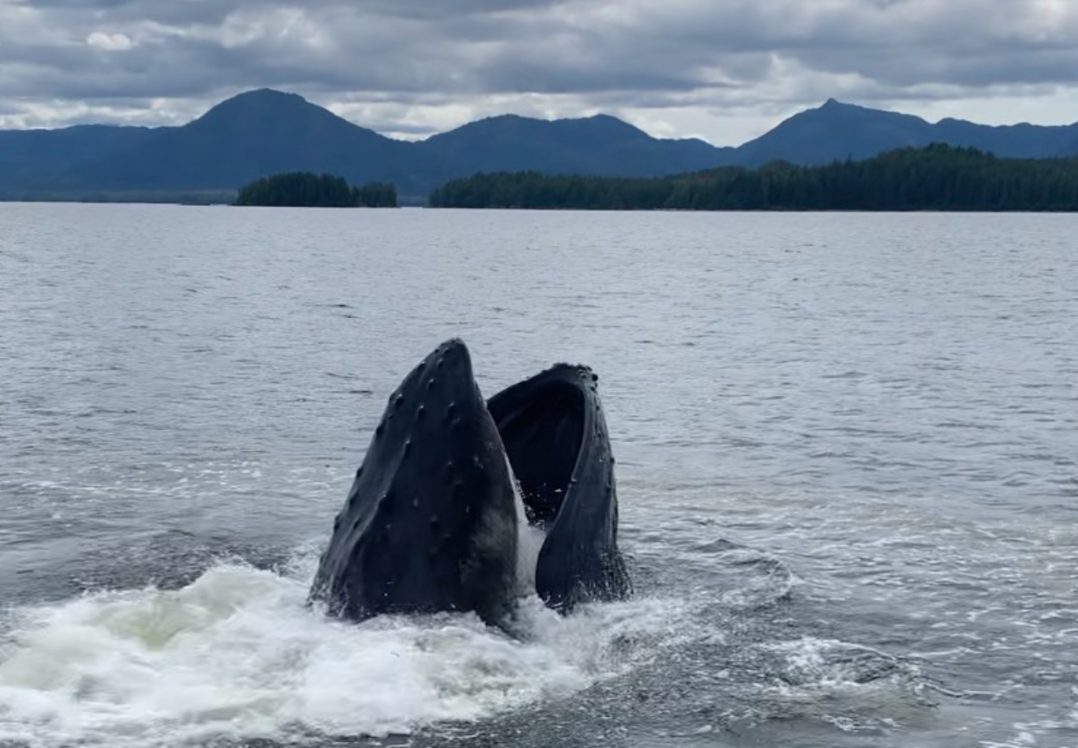 Ketchikan Wildlife, Sightseeing and Whale Watching Tour | Alaska Shore ...