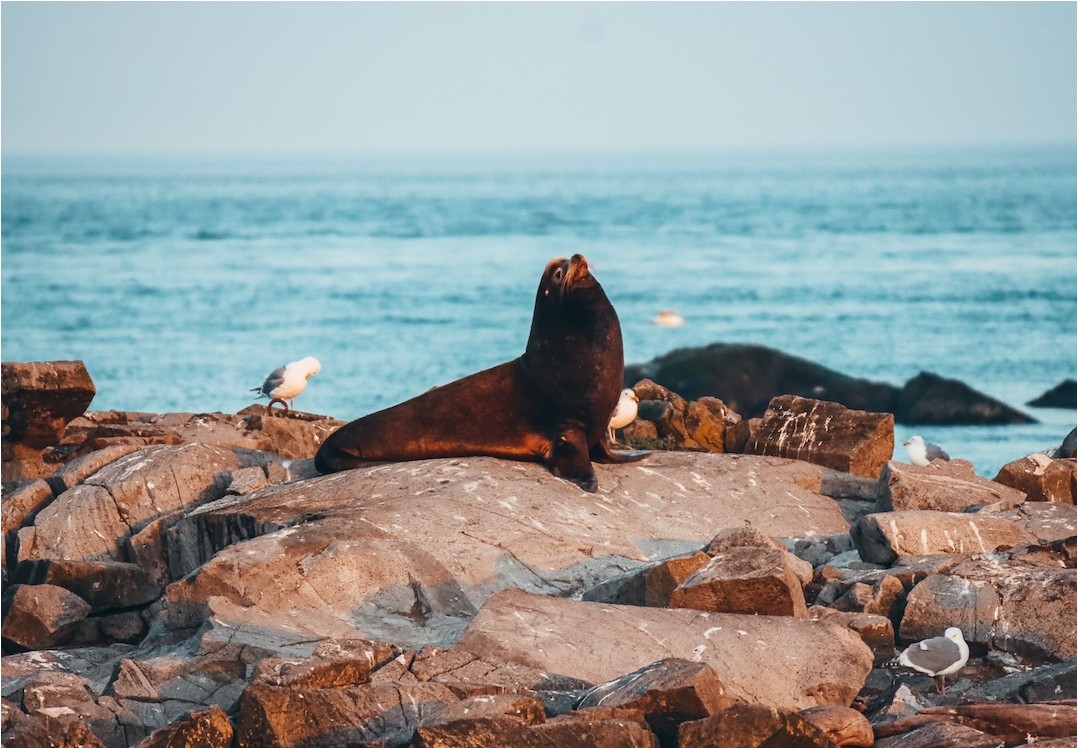 Vancouver Half-Day Whale Watching | Alaska Shore Excursions