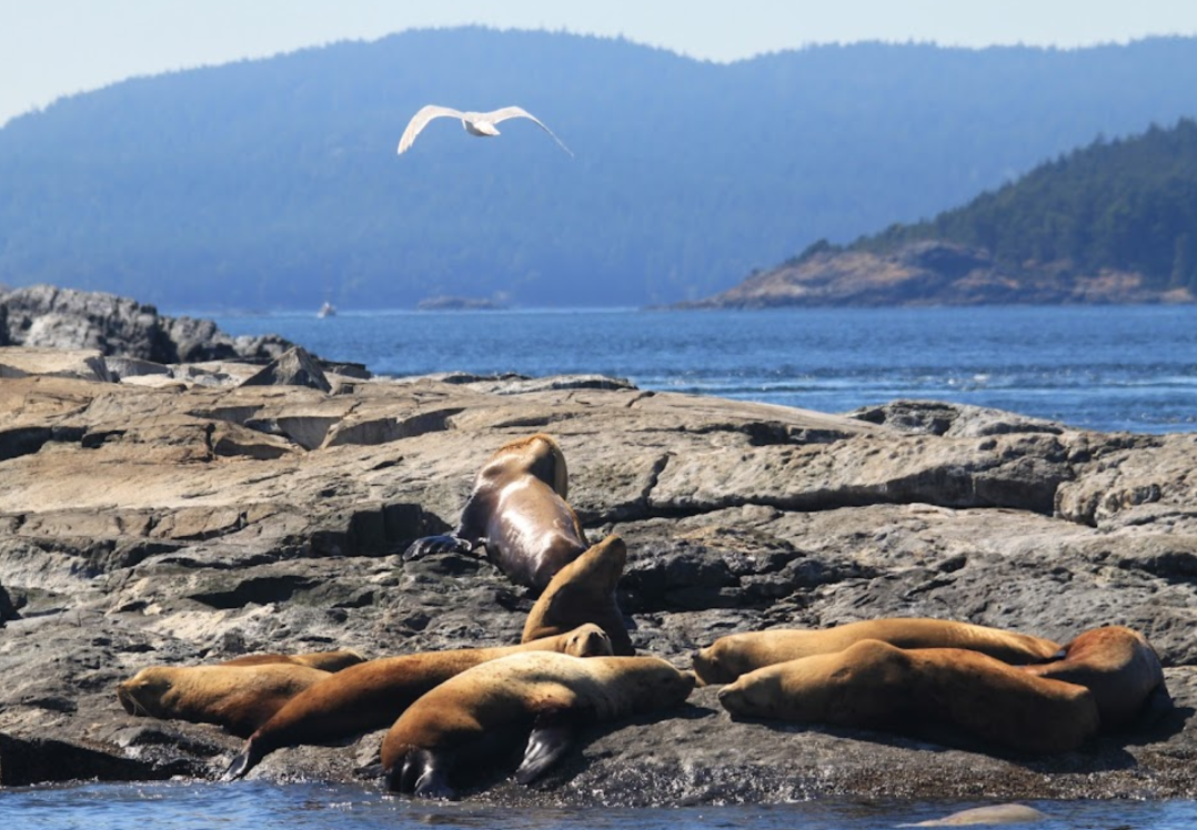 Victoria Whale Watching & Ultimate Marine Tour | Alaska Shore Excursions