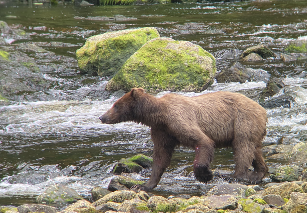 Juneau Waterfall Creek Bear Viewing | Alaska Shore Excursions