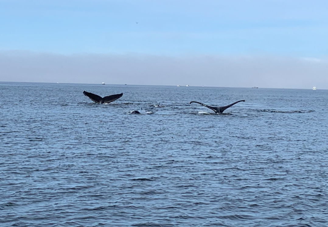 Ketchikan Wildlife, Sightseeing and Whale Watching Tour | Alaska Shore ...