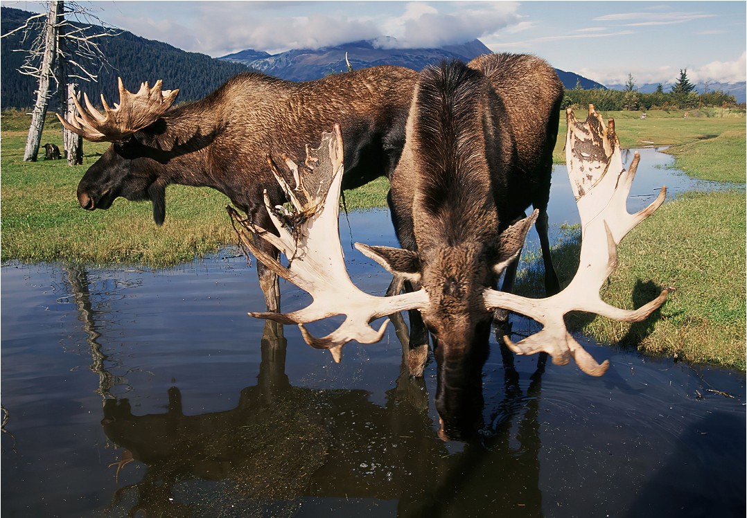 Bus Transfer: Anchorage to Whittier | Alaska Shore Excursions