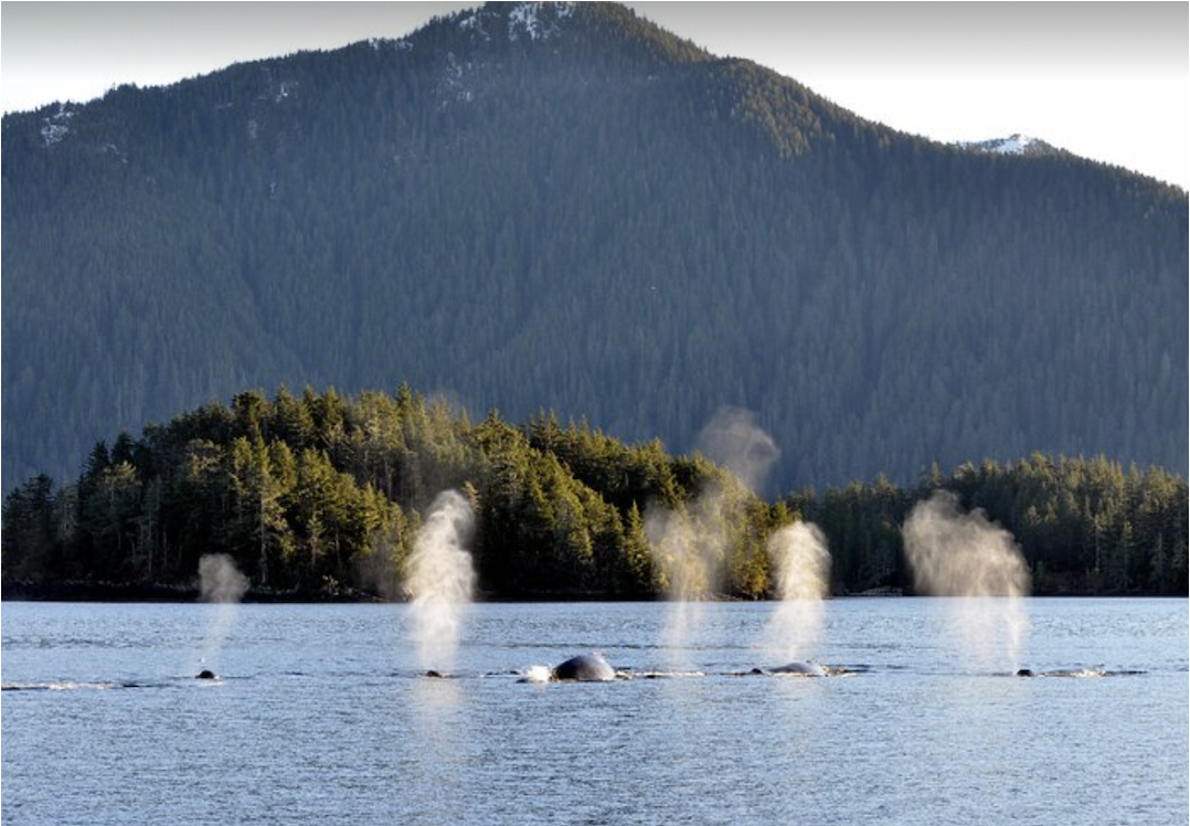 Sitka Wildlife Cruise | Alaska Shore Excursions