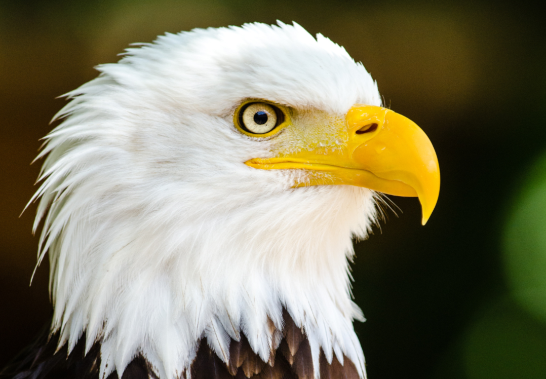 Ketchikan Wildlife Safari and Sightseeing Tour | Alaska Shore Excursions