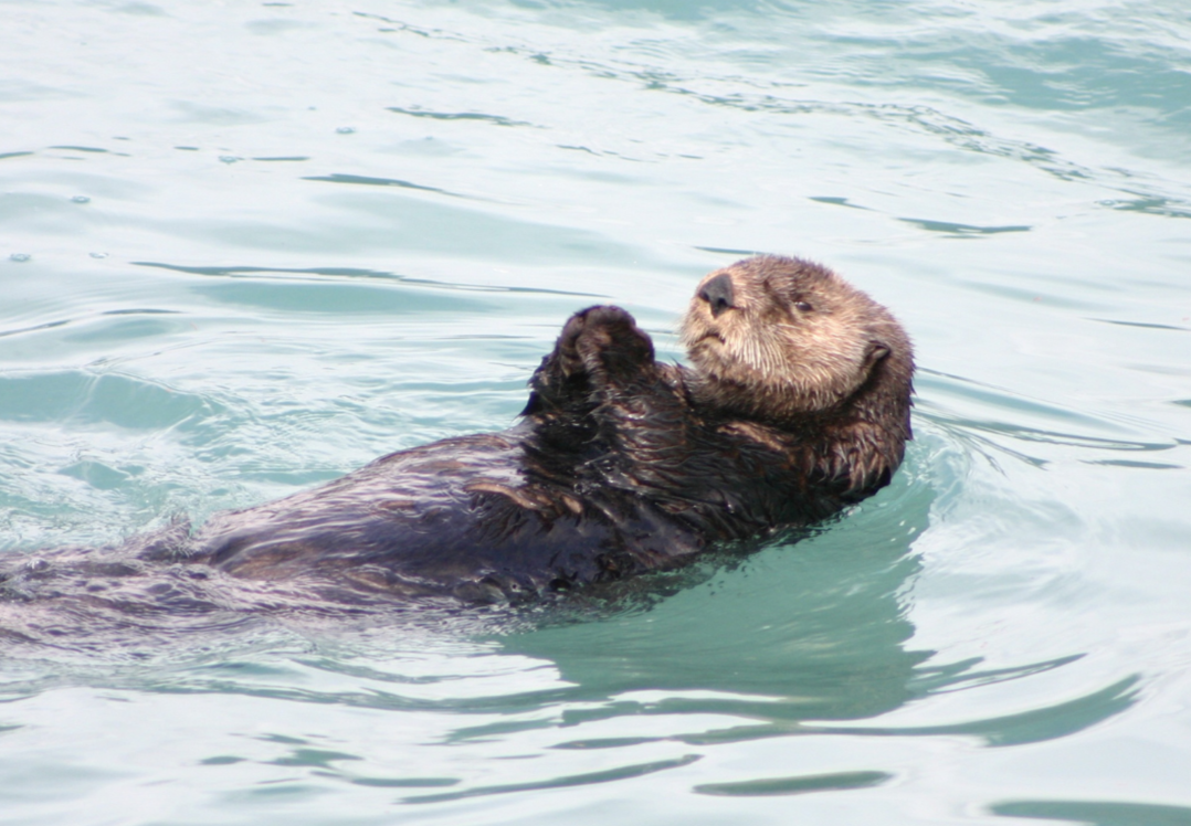Ketchikan Wildlife Safari and Sightseeing Tour | Alaska Shore Excursions