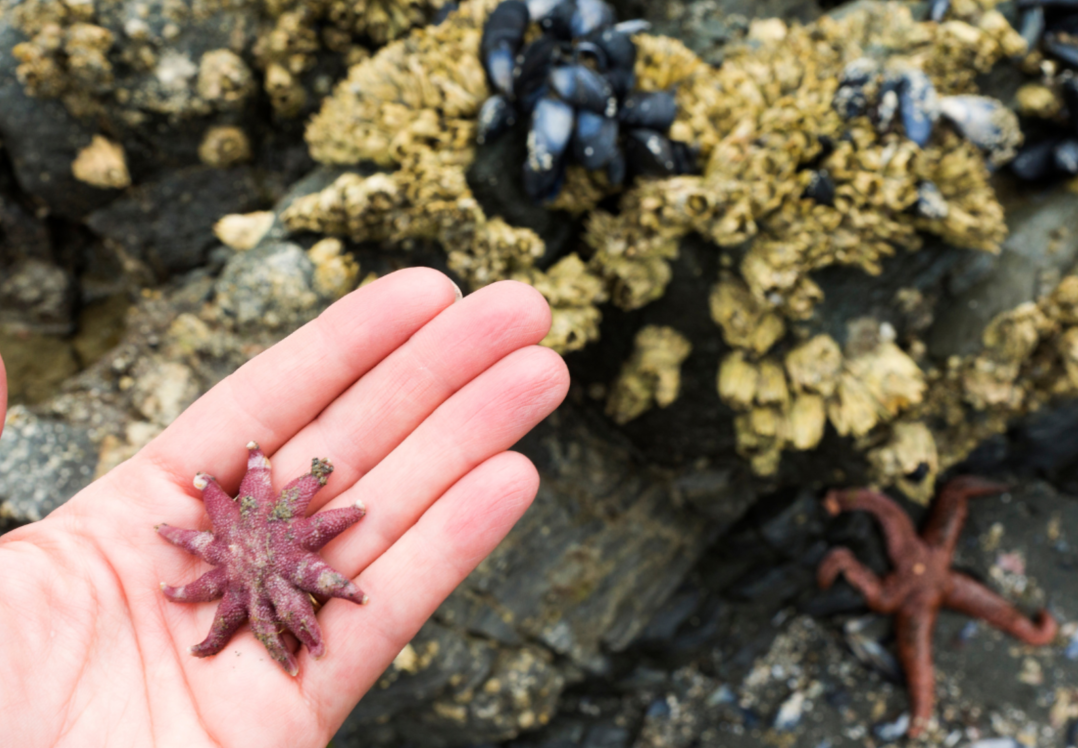 Ketchikan Wildlife Safari and Sightseeing Tour | Alaska Shore Excursions